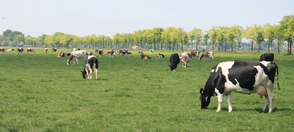Nederlandse melkkoe heeft hoogste levensproductie - Nieuwe Oogst