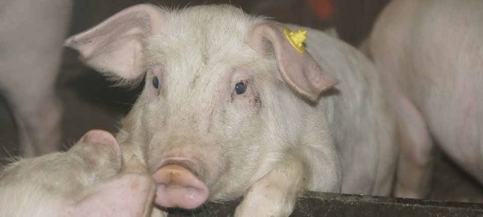 Slachter start in 2019 met mobiele slachterij - Nieuwe Oogst