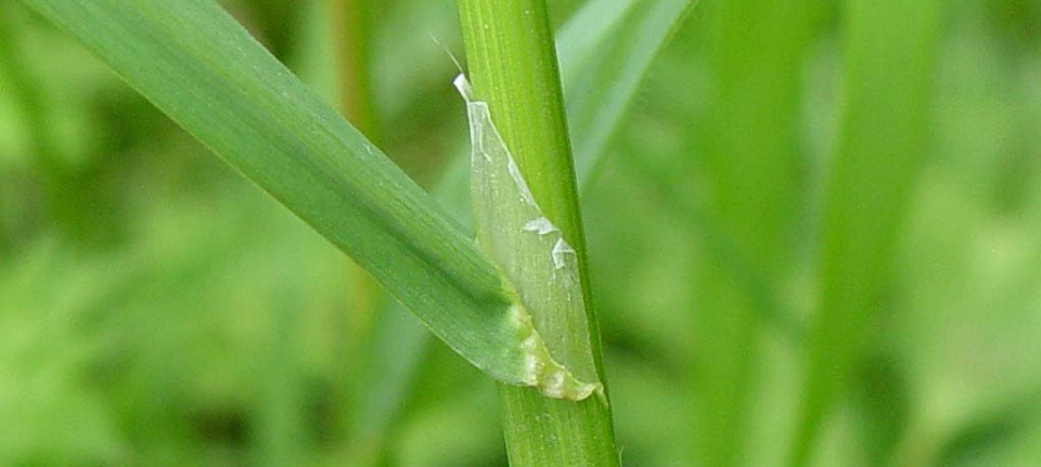 Droogte treft vooral ruwbeemd - Nieuwe Oogst