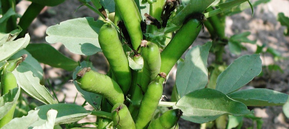 Boost voor Nederlandse eiwitteelt met veldbonen - Nieuwe Oogst