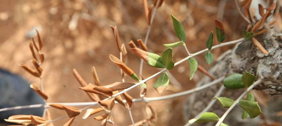 NVWA krijgt EU-lab voor bacterie en virus in plant - Nieuwe Oogst