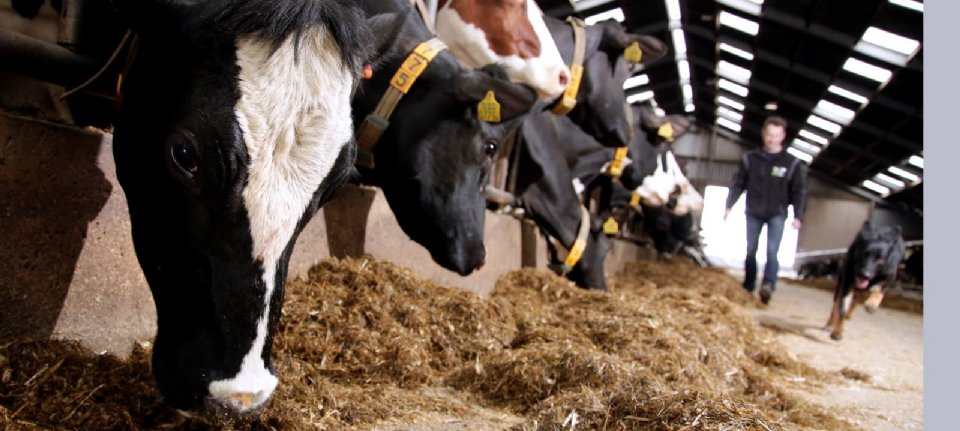 Veehouder trouw aan voerleverancier - Nieuwe Oogst