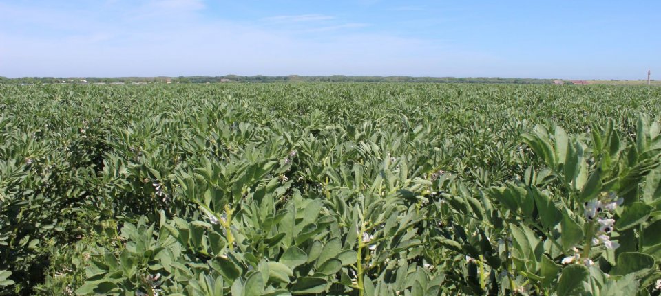 Veldboon steeds vaker in bouwplan - Nieuwe Oogst