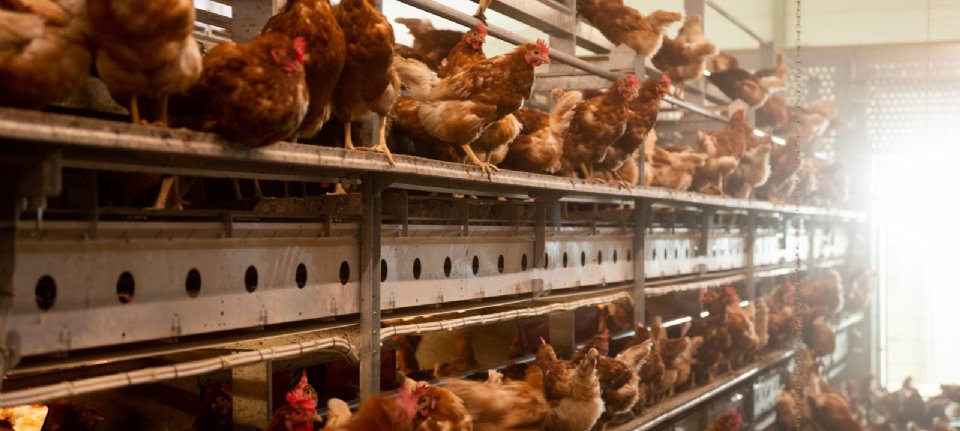 Praktijkmetingen voor betere emissiefactor droogtunnel en volière ...