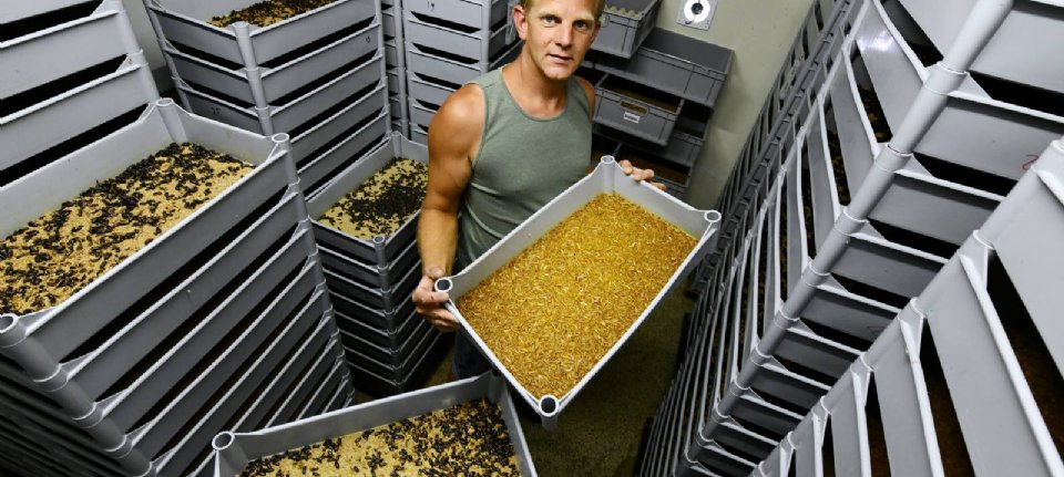 ‘Bij insectenkweek loop je tegen van alles aan’ - Nieuwe Oogst