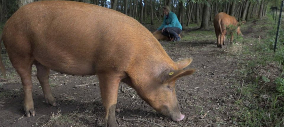 Stroomdraad moet wild zwijn en bosvarken scheiden - Nieuwe Oogst