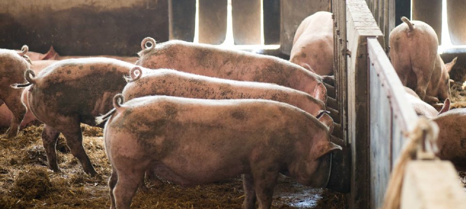 Ruim baan voor varken als kringloopdier - Nieuwe Oogst