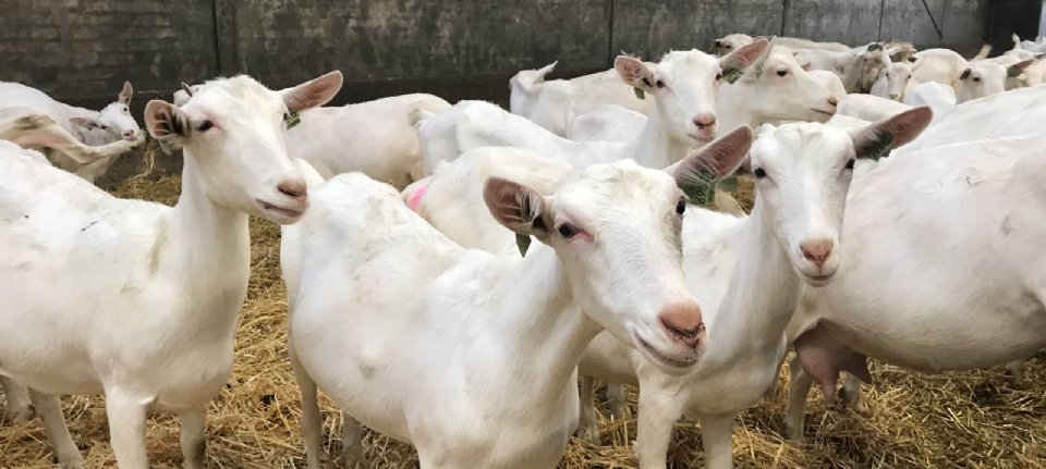 Helcococcus ovis gevonden bij kreupele geiten - Nieuwe Oogst