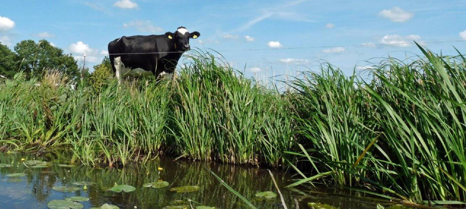 Wrevel over introductie Polderlab - Nieuwe Oogst