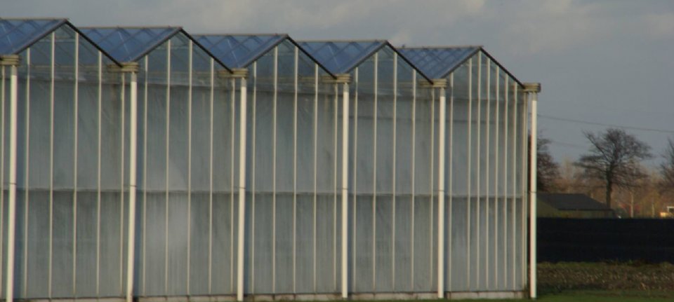 ZLTO wil perspectief voor Brabantse glastuinbouw - Nieuwe Oogst