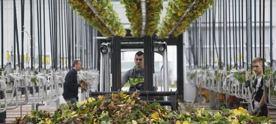 Werkgevers glastuinbouw doen eindbod cao - Nieuwe Oogst Werkgevers glastuinbouw doen eindbod cao - Nieuwe Oogst