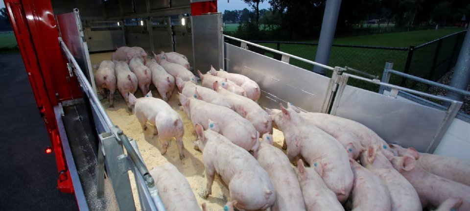 Van Rooi Meat wil vroeger slachten vanwege hitte - Nieuwe Oogst