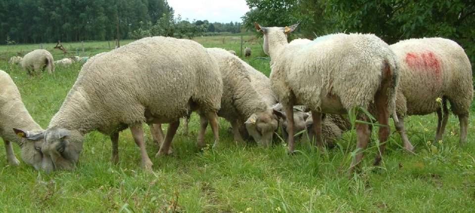 Hoorn start proef met stadsbegrazing schapen - Nieuwe Oogst