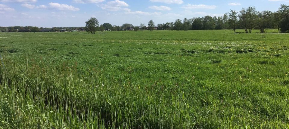 Open landschap Purmer 'vogelvrij' - Nieuwe Oogst