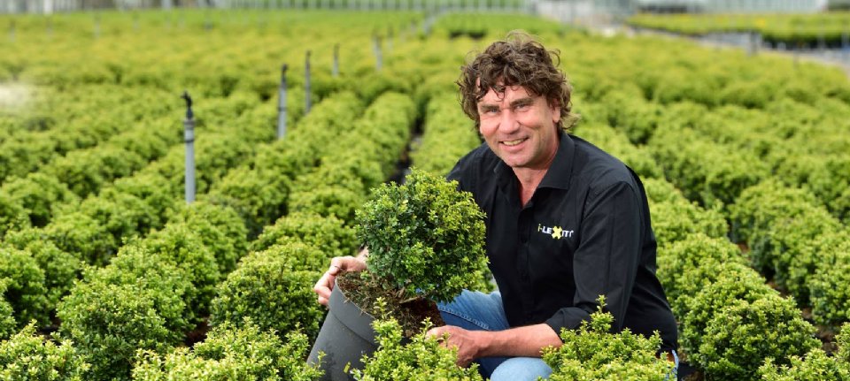 Buxusmot wakkert verkoop van Ilex aan - Nieuwe Oogst