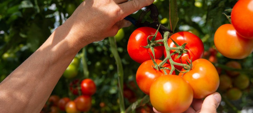 Veiling ZON lanceert nieuw kloksysteem - Nieuwe Oogst