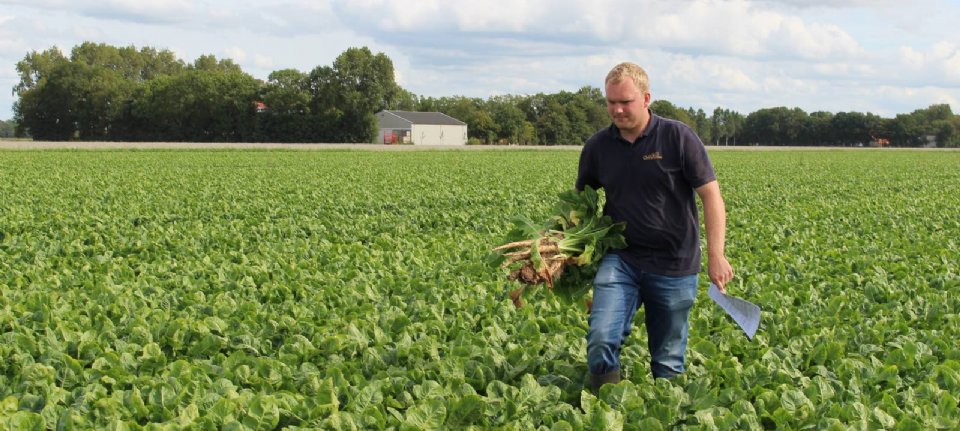 Witlofpennen maken enorme inhaalslag - Nieuwe Oogst