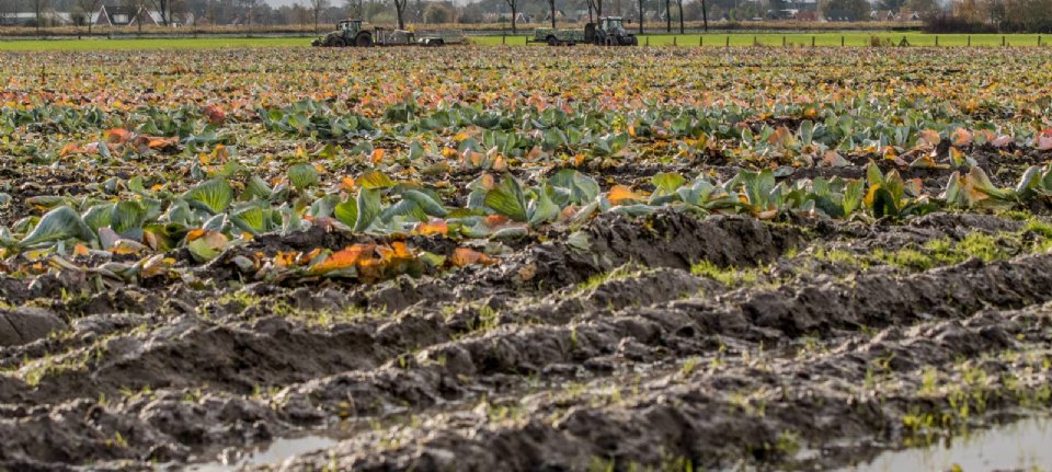 Vollegrondsgroentetelers ploeteren op natte grond - Nieuwe Oogst