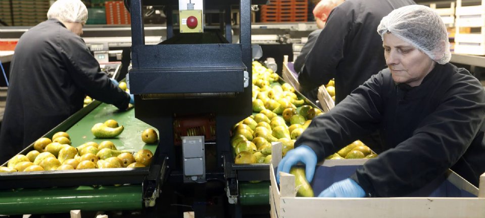 FruitMasters verbindt zich aan Fruit Tech Campus - Nieuwe Oogst