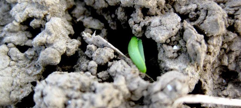 Eerste groeiachterstand na tijdige zaai bieten - Nieuwe Oogst