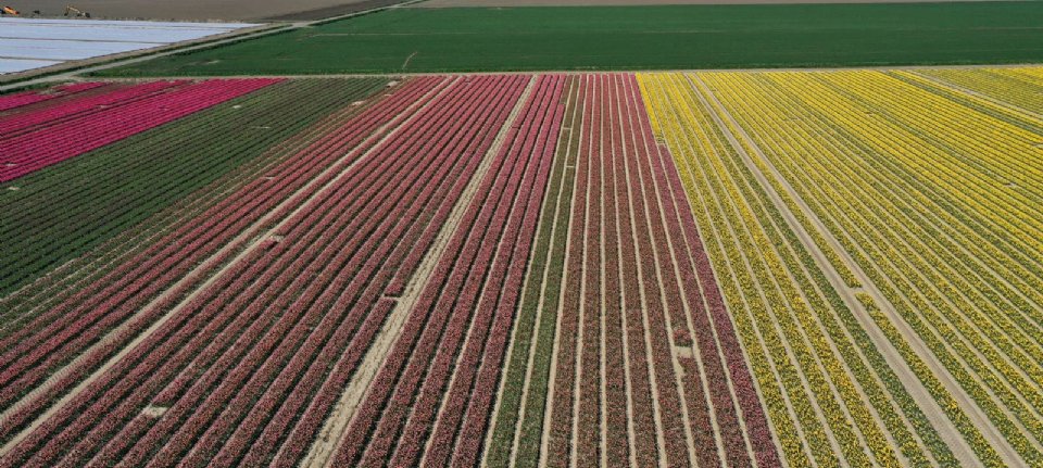 Regels voor gebruik azolen in bollenteelt aangescherpt - Nieuwe Oogst