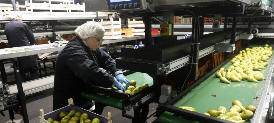 Fruitveilingen bekijken samenwerking - Nieuwe Oogst