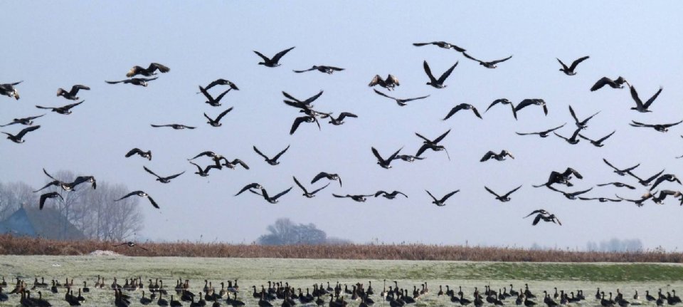 KNJV: Gelderse ganzenjacht stagneert door afzetprobleem - Nieuwe Oogst