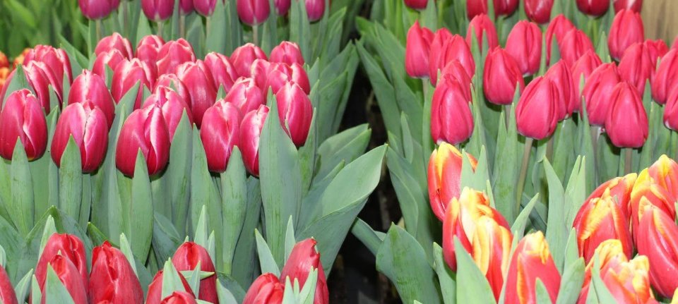 Ook streep door Tulip Trade Event - Nieuwe Oogst