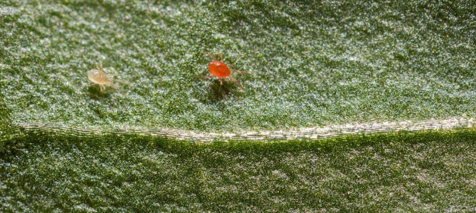 Koppert verbetert biologische bestrijding van spint - Nieuwe Oogst