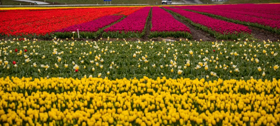 Brussel onderzoekt schimmelresistentie tegen azolen - Nieuwe Oogst