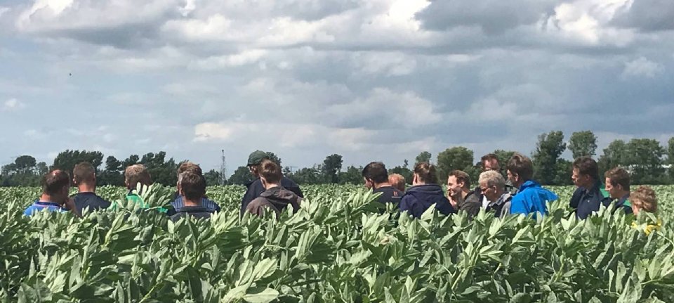 Veldboon doet het goed in Groningen - Nieuwe Oogst