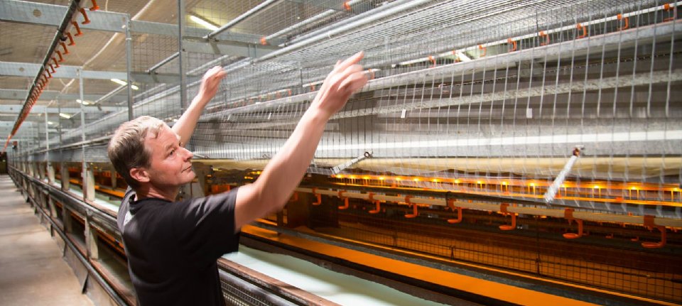 Jan van Mullekom fokt kuikens met hele snavels en daglicht - Nieuwe Oogst