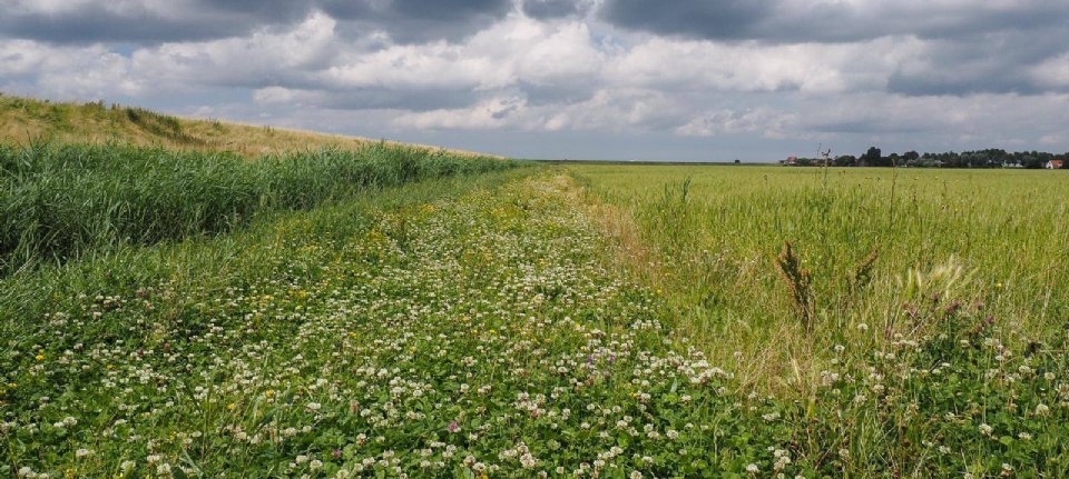 Akkerranden met klaver trekken bijzondere zandhommel - Nieuwe Oogst