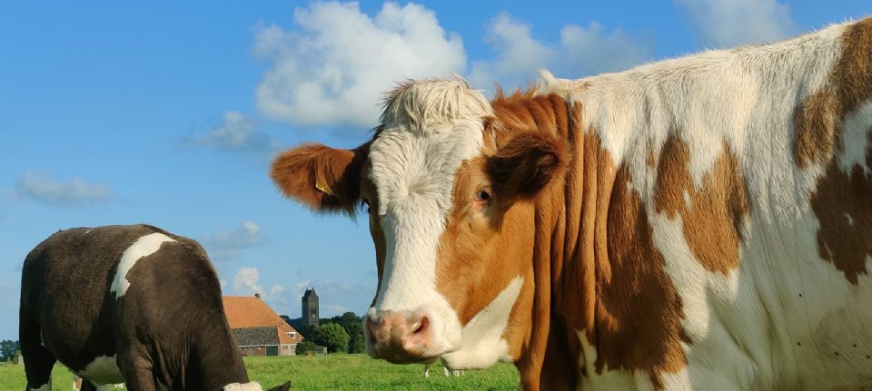 Wakker Dier: weidegang bij jongvee neemt af - Nieuwe Oogst