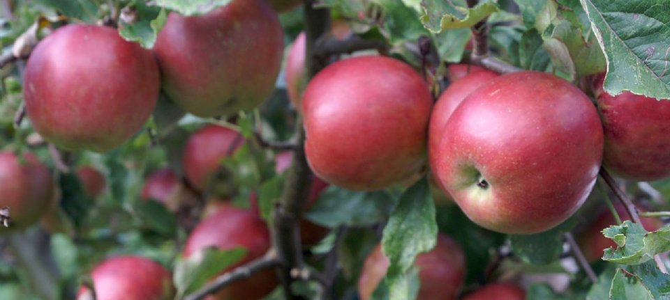 Raptol en Ovitex en weer beschikbaar voor fruitteelt - Nieuwe Oogst