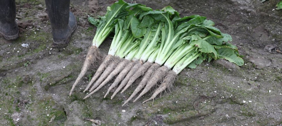 ChicoGrow: dit jaar ruim voldoende witlofpennen - Nieuwe Oogst