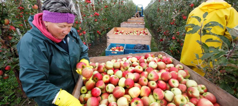 Nieuwe opleiding focust op duurzame fruitteelt - Nieuwe Oogst