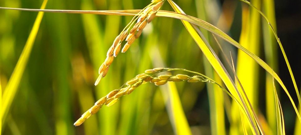 Rijstteelt Fries veenweidegebied: goede kans voor boeren? - Nieuwe Oogst