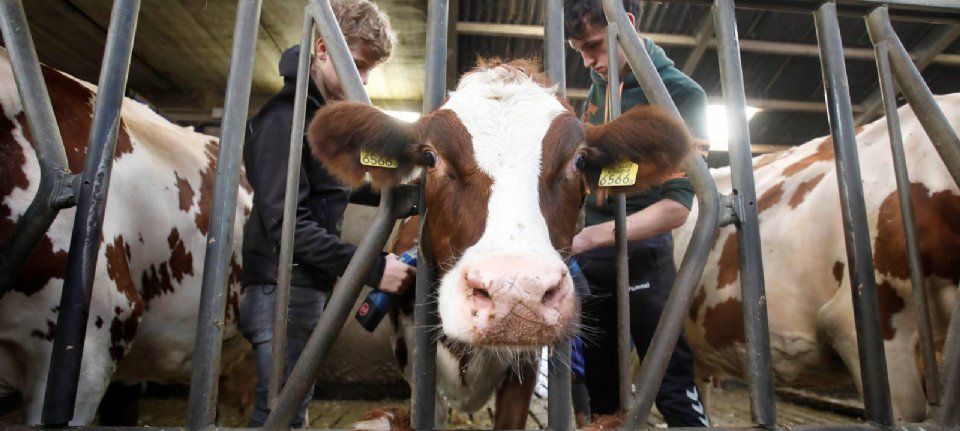 ZLTO dringt aan op uitstel aanpassing Brabantse stallen - Nieuwe Oogst