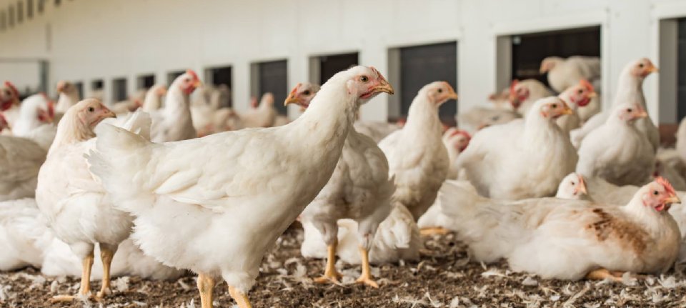 IKB Kip treft maatregelen rond verbod stalbezoek - Nieuwe Oogst