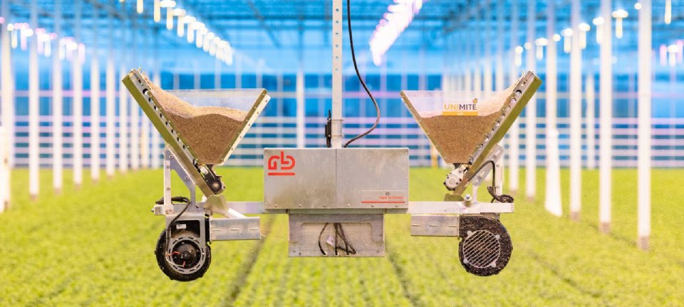 Proef nieuw type Power Food voor natuurlijke bestrijders in chrysant ...
