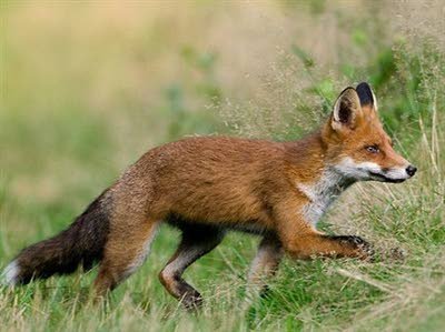 Jacht op de vos ligt voorlopig stil - Nieuwe Oogst