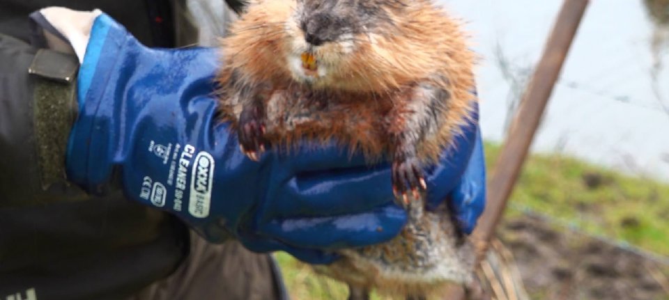 Ratten vangen bij de Duitse grens - Nieuwe Oogst