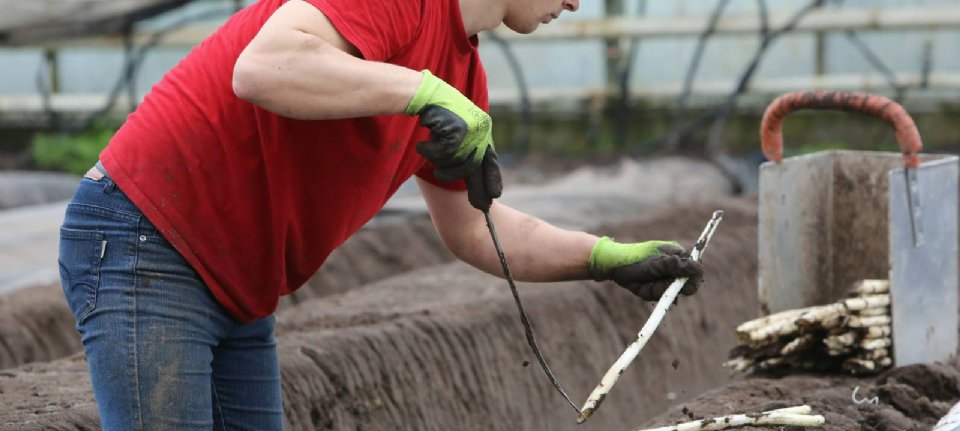 Wereldwijde aspergeteelt hikt tegen grote uitdagingen aan - Nieuwe Oogst