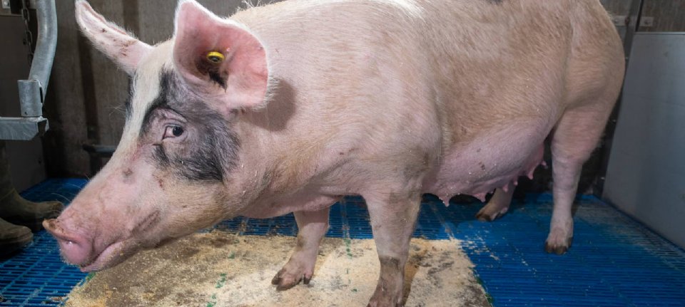 Stap voor stap toewerken naar zelfredzame zeug en sterke biggen ...