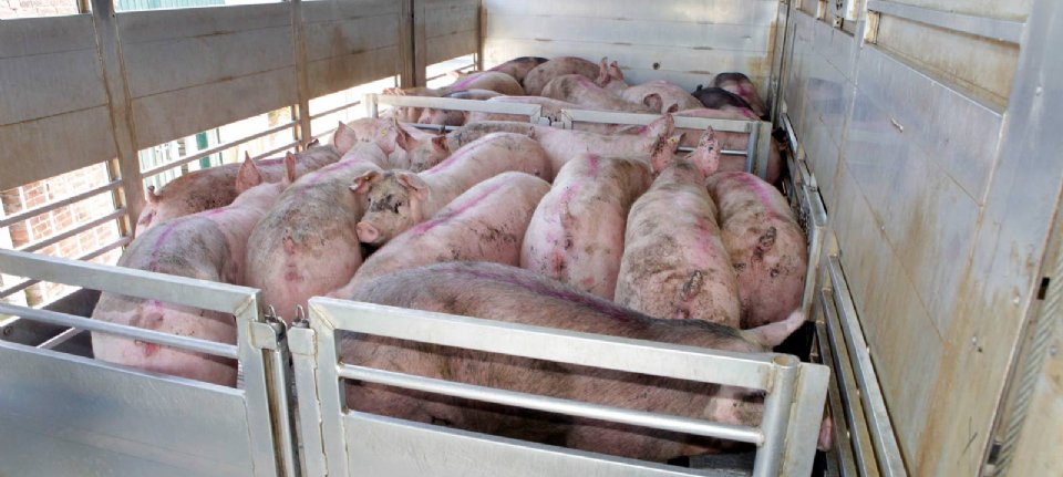 Nieuwe tabellen Uniformeringsafspraken Varkenshouderij - Nieuwe Oogst