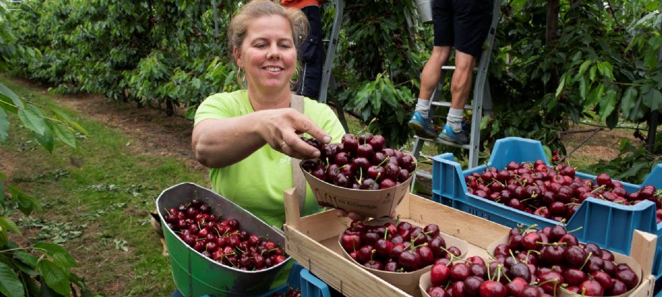 Kersen zo uit de boomgaard in de winkel - Nieuwe Oogst