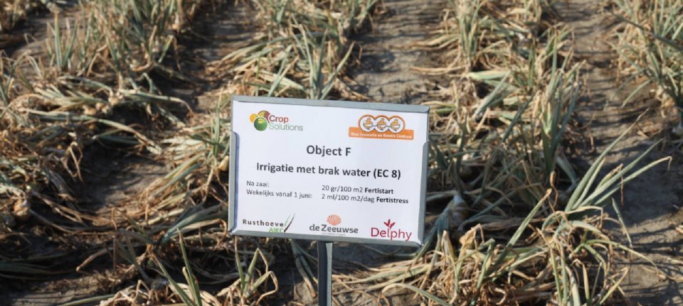 Uien druppelen met brak water lijkt goed te gaan - Nieuwe Oogst