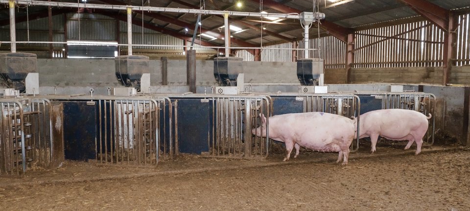 Nedap stoot varkens af en gaat verder met melkvee - Nieuwe Oogst