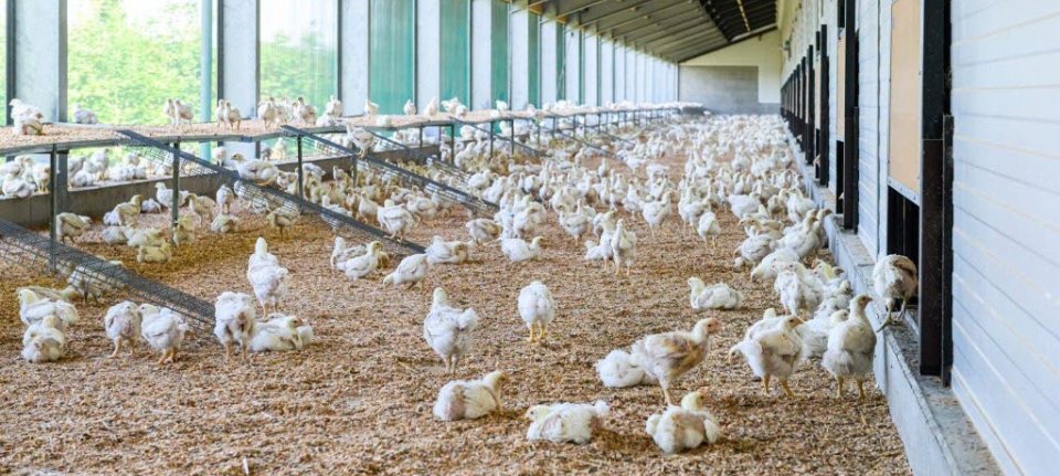 Beter Leven onder vuur, Dierenbescherming 'niet verrast' - Nieuwe Oogst